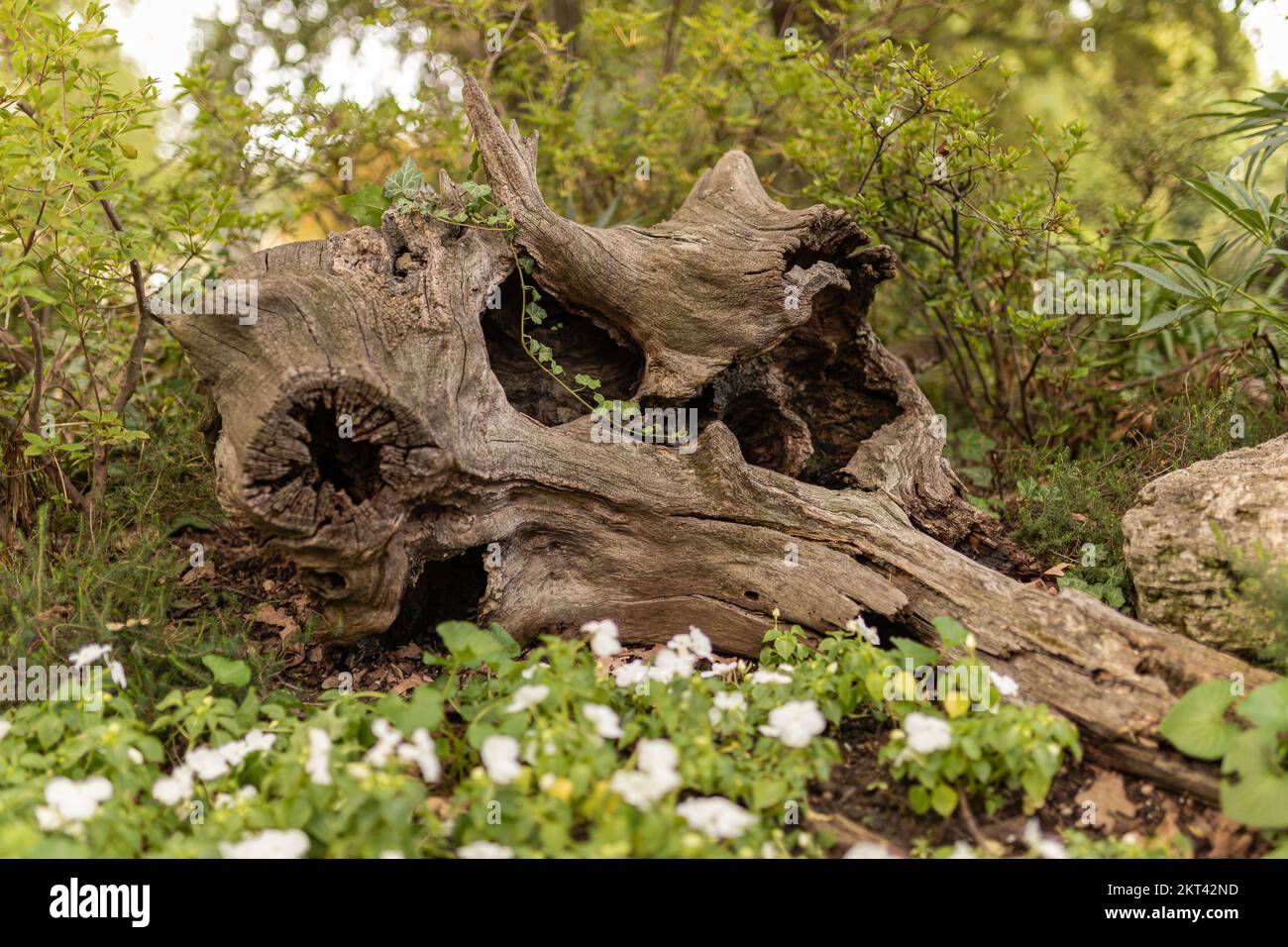Small details of the city nature of Turin Stock Photo - Alamy