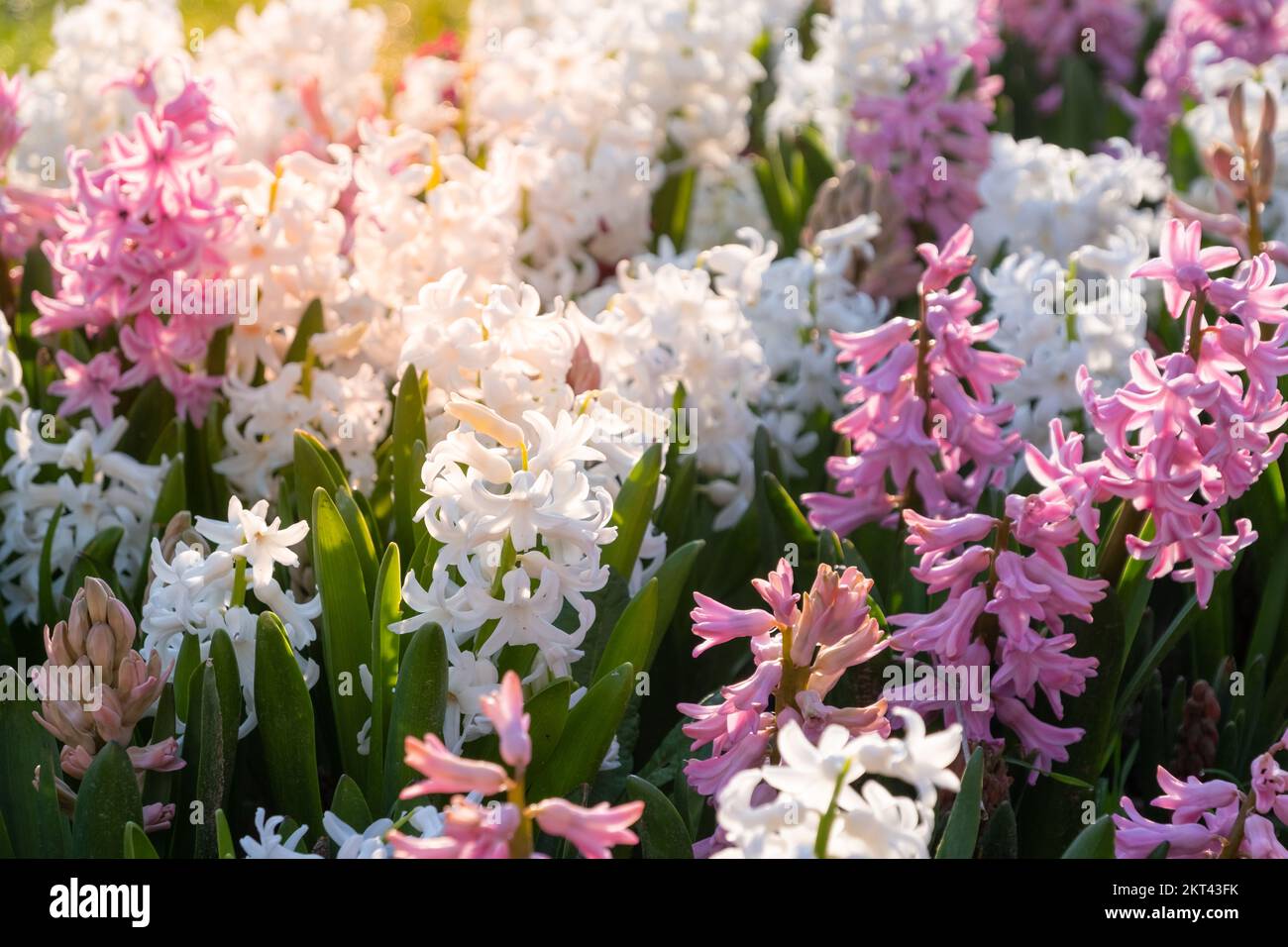 Multi colored hyacinths in the sun litght. Easter spring background ...