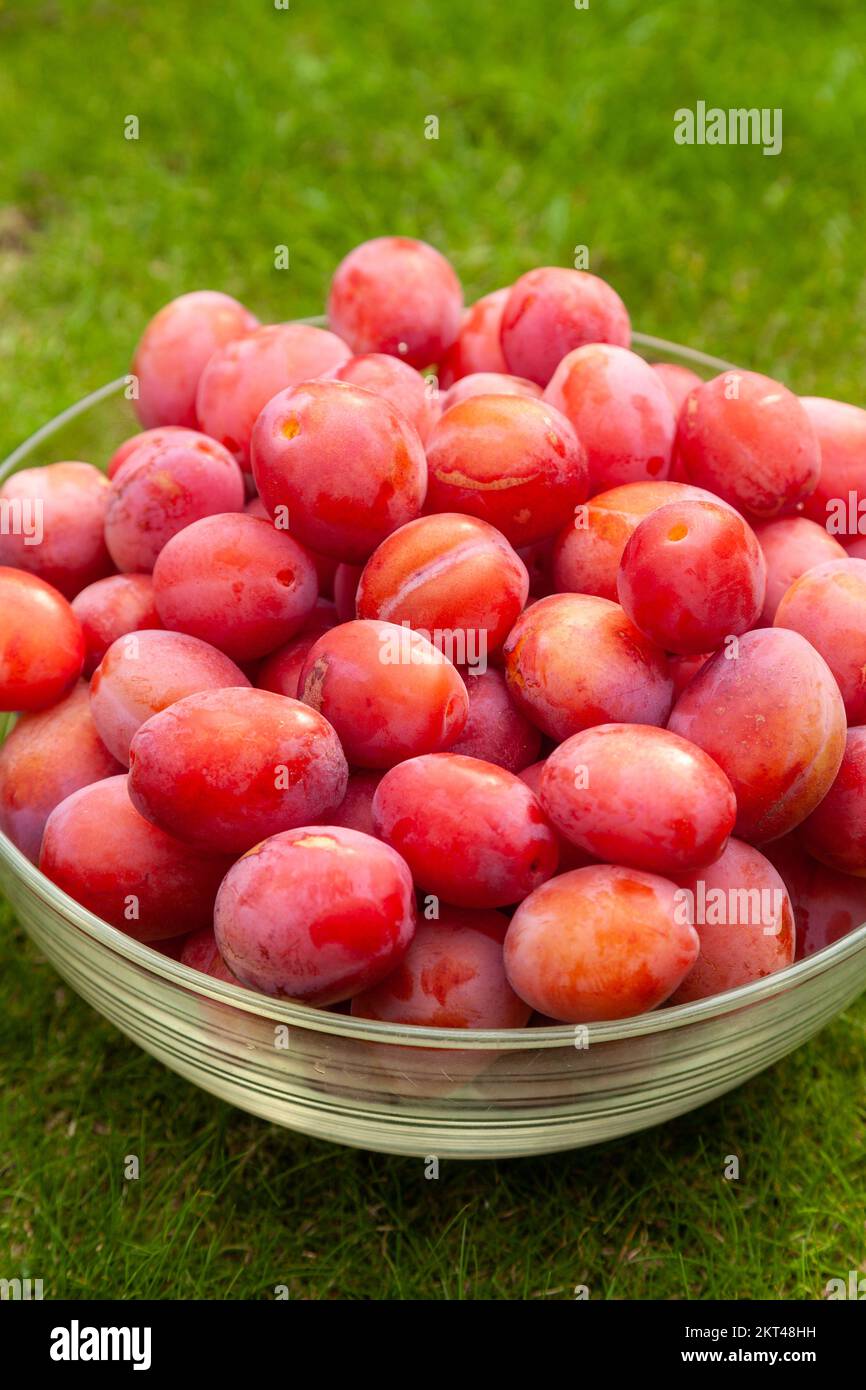 Mass grown hi-res stock photography and images - Alamy