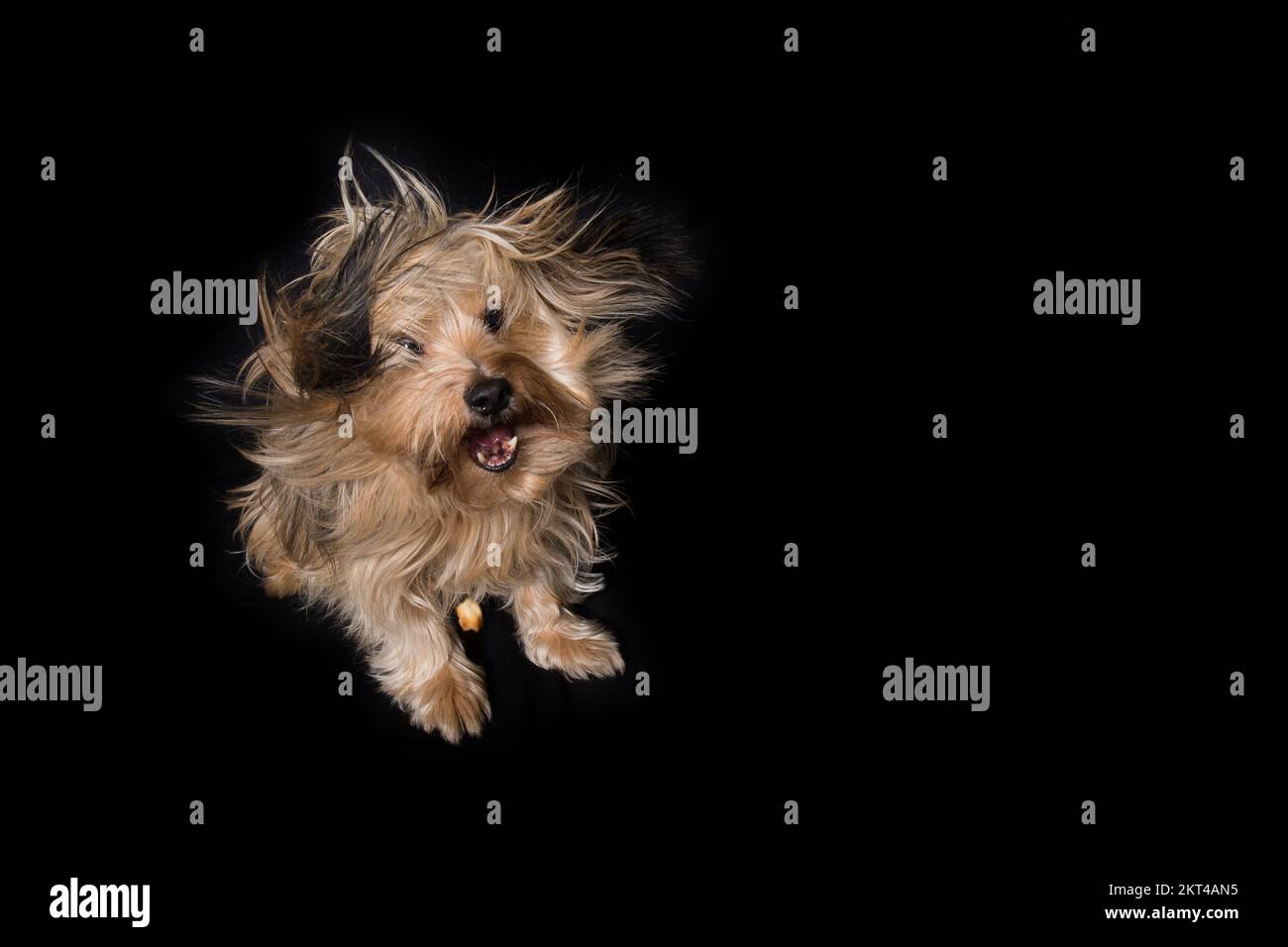 Crazy mixed breed dog on black background Stock Photo - Alamy