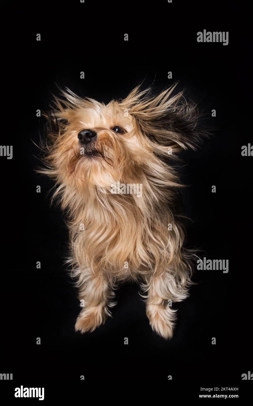 Crazy mixed breed dog on black background Stock Photo - Alamy