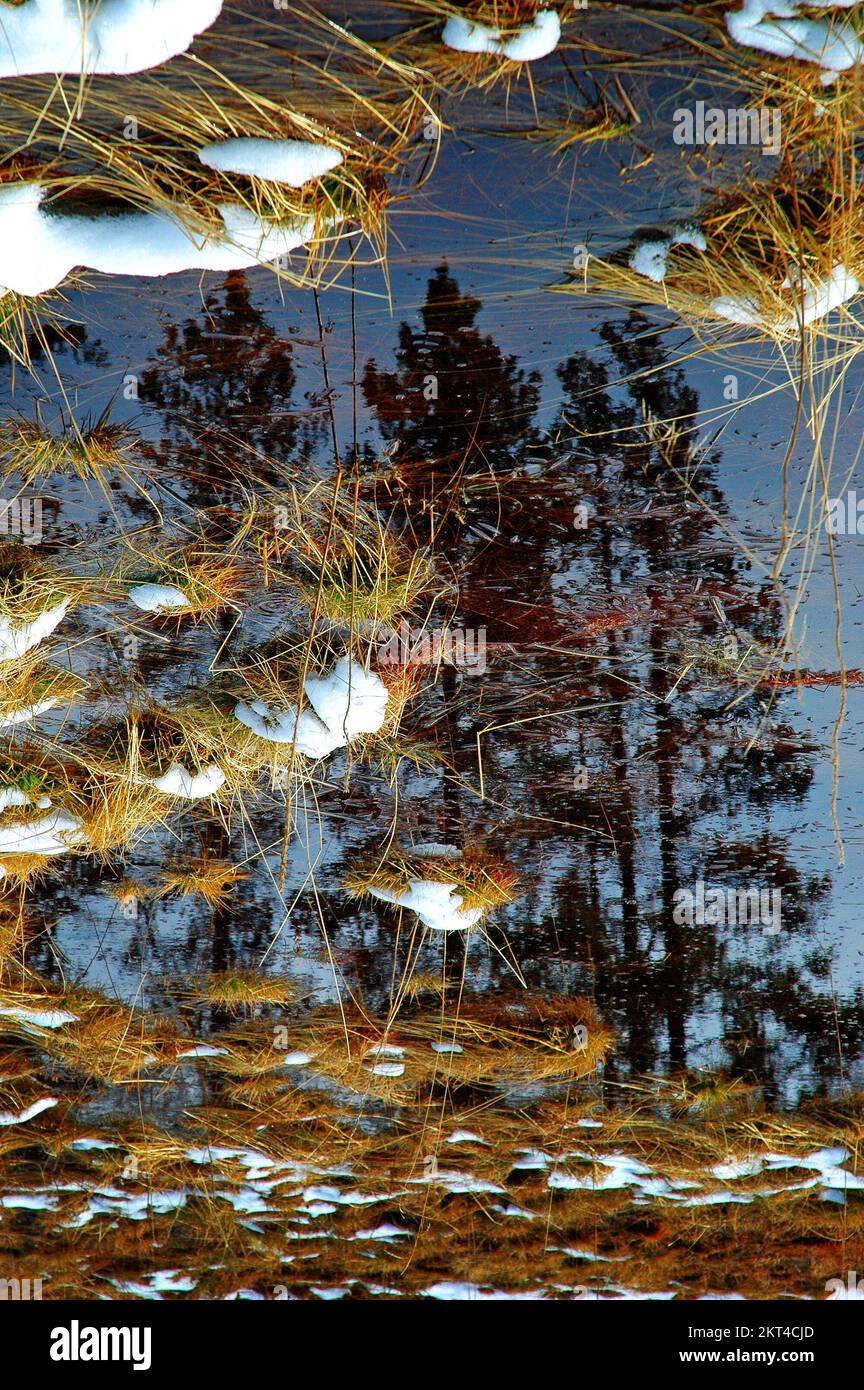 Reflection of several pine trees in water wilderness with grass Stock ...