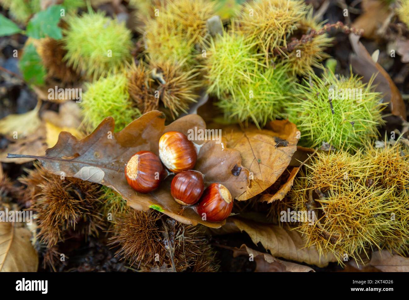 Chestnut in prickly shell hi-res stock photography and images - Alamy