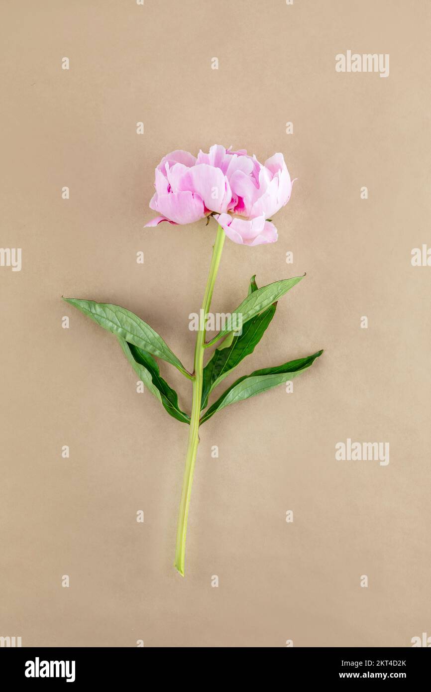 Single Flower Tumblr Photography