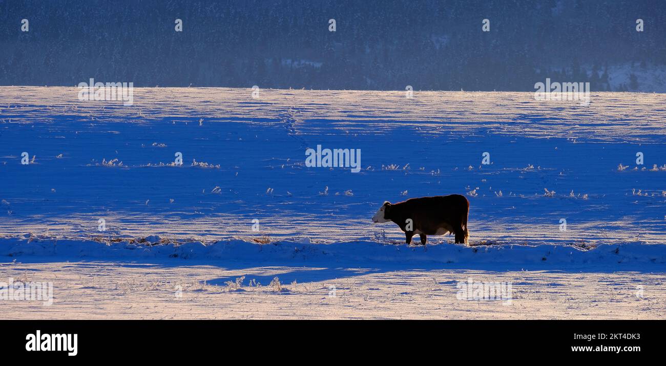 Single one Cow feeding in a snowy field in cold winter wintertime Stock ...