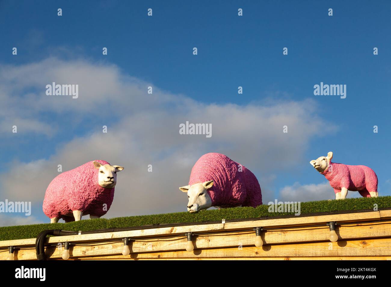 Life Size plastic Sheep with pink coats on a roof in barmouth, Wales ...