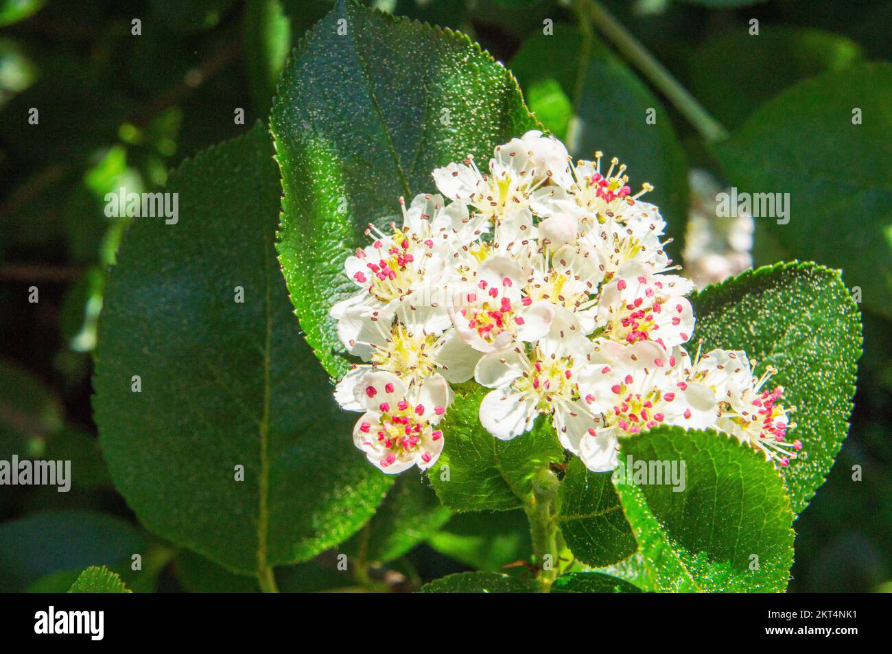 Aronia melanocarpa viking hi-res stock photography and images - Alamy