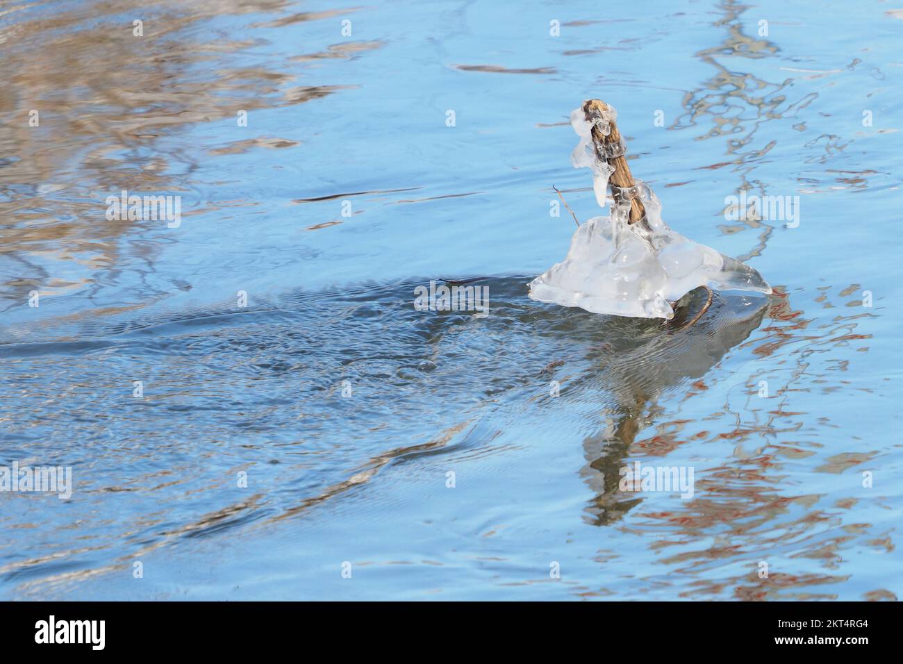 Ice build-up on branches over a river in a cold winter Stock Photo - Alamy