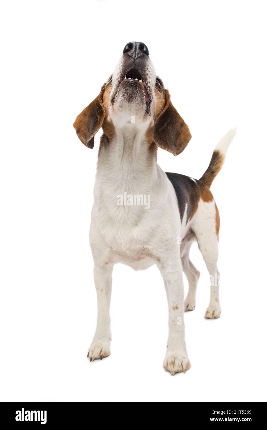 Barking beagle dog on white background Stock Photo - Alamy