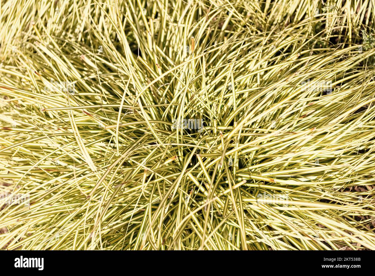 Green grass texture. Grass background. Herbage plant. Flora and ...