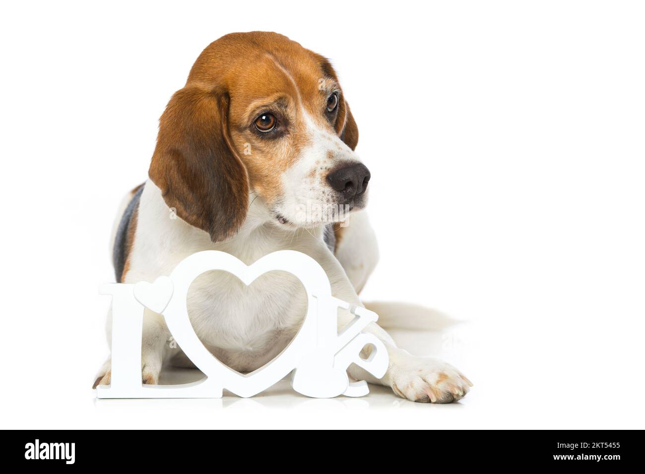 Beagle dog with love sign isolated on white background Stock Photo - Alamy