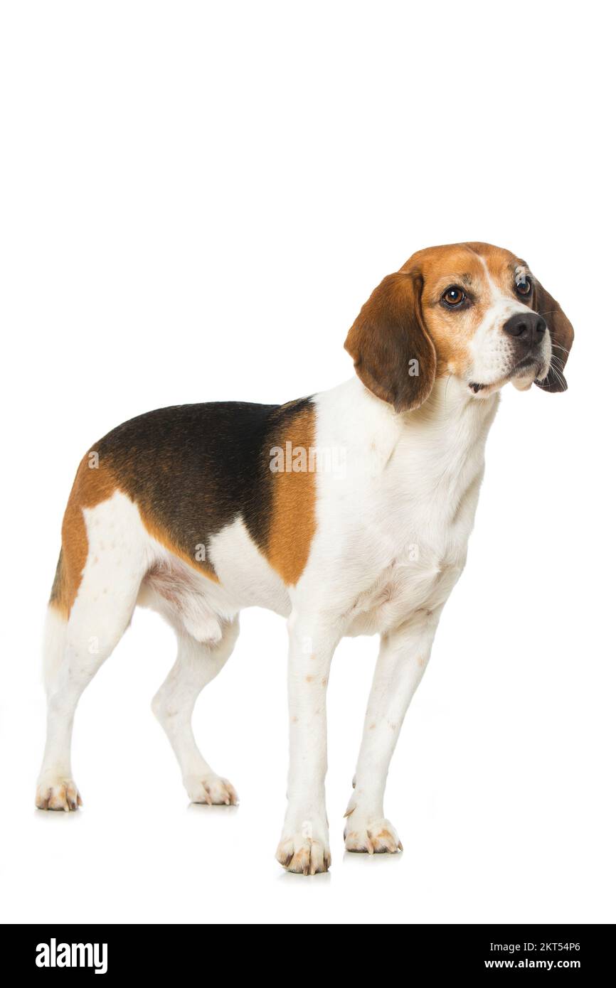 Beagle dog standing isolated on white background Stock Photo - Alamy