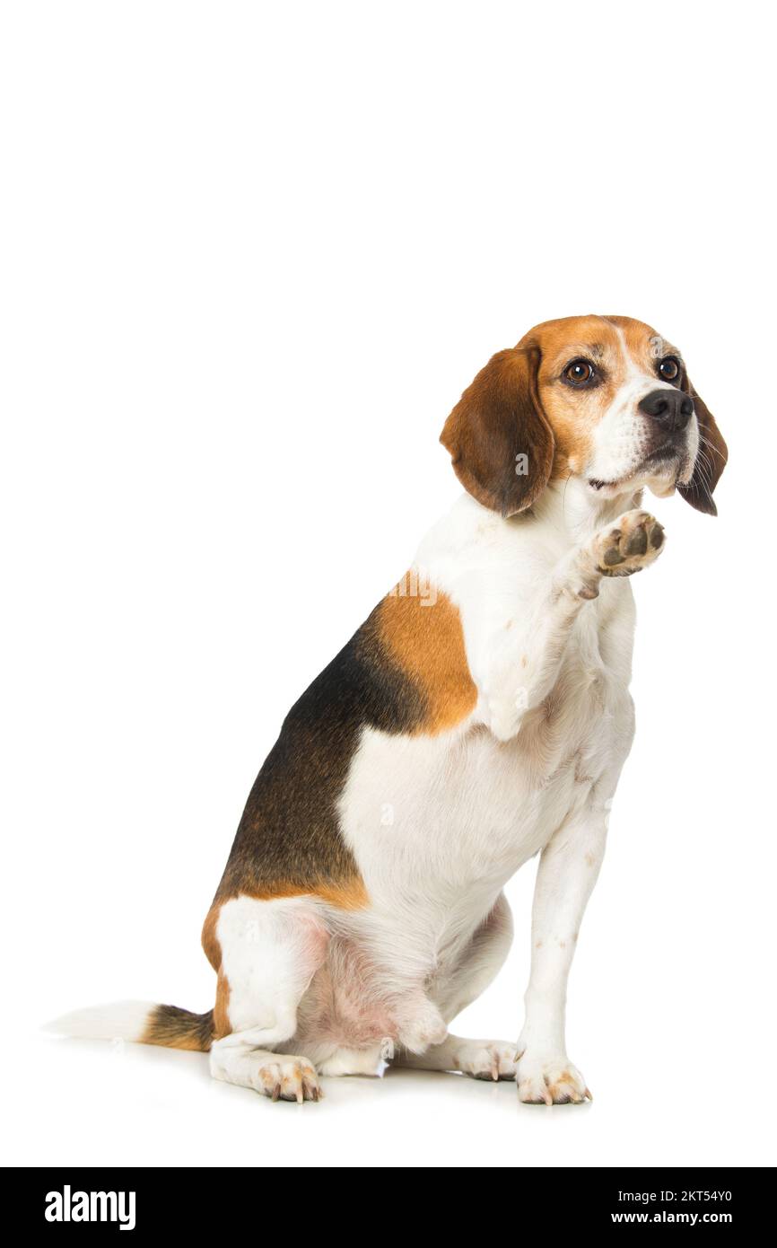 Beagle dog lift the paw isolated on white background Stock Photo - Alamy