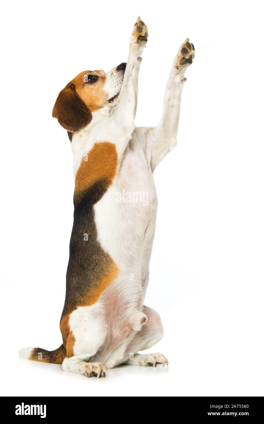 Beagle dog sitting on hind legs isolated on white background Stock ...