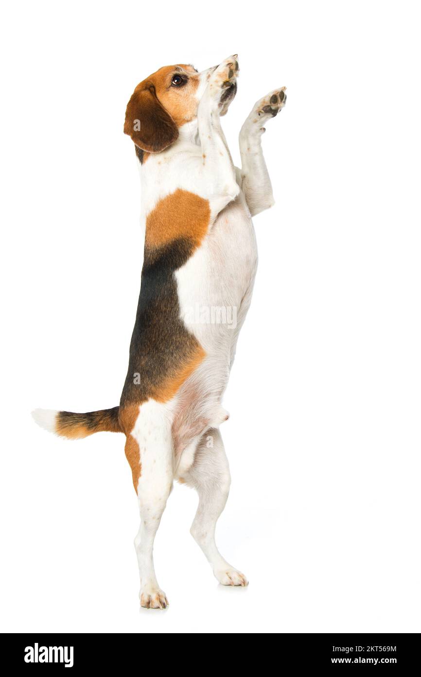 Beagle dog is standing on hind legs isolated on white background Stock ...