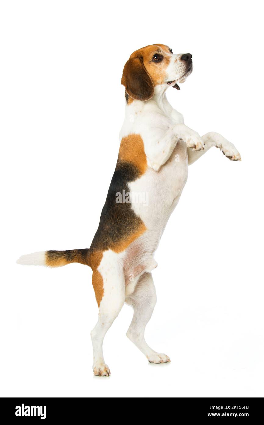 Beagle dog is standing on hind legs isolated on white background Stock ...