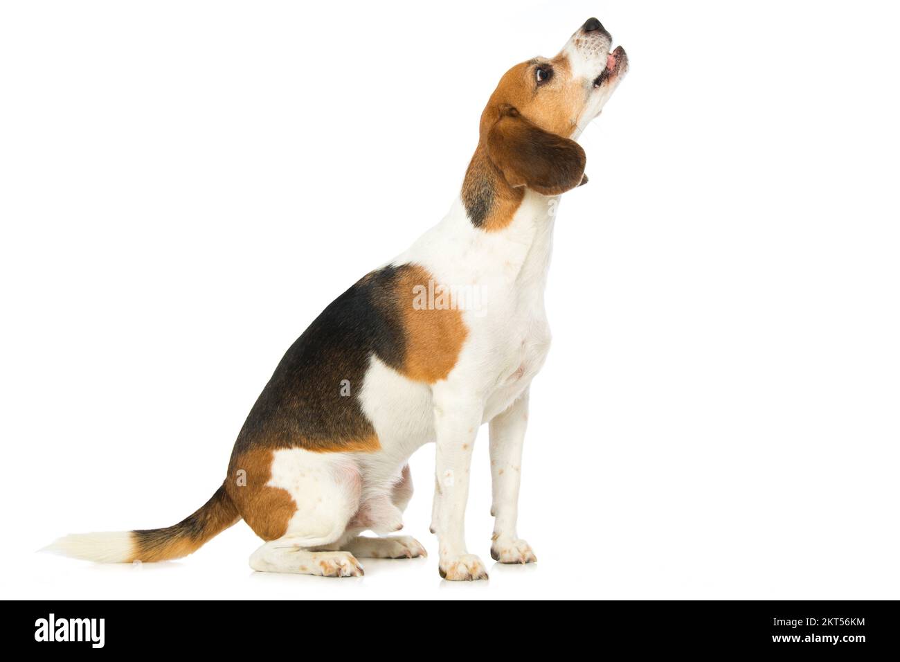 Beagle dog sitting laterally isolated on white background Stock Photo ...