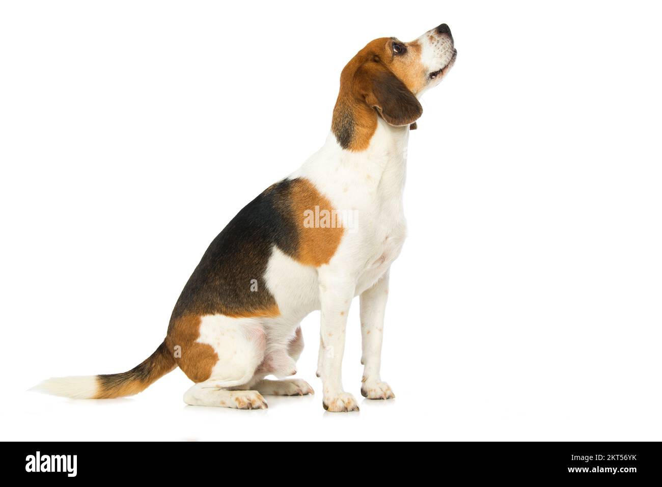 Beagle dog sitting laterally isolated on white background Stock Photo ...