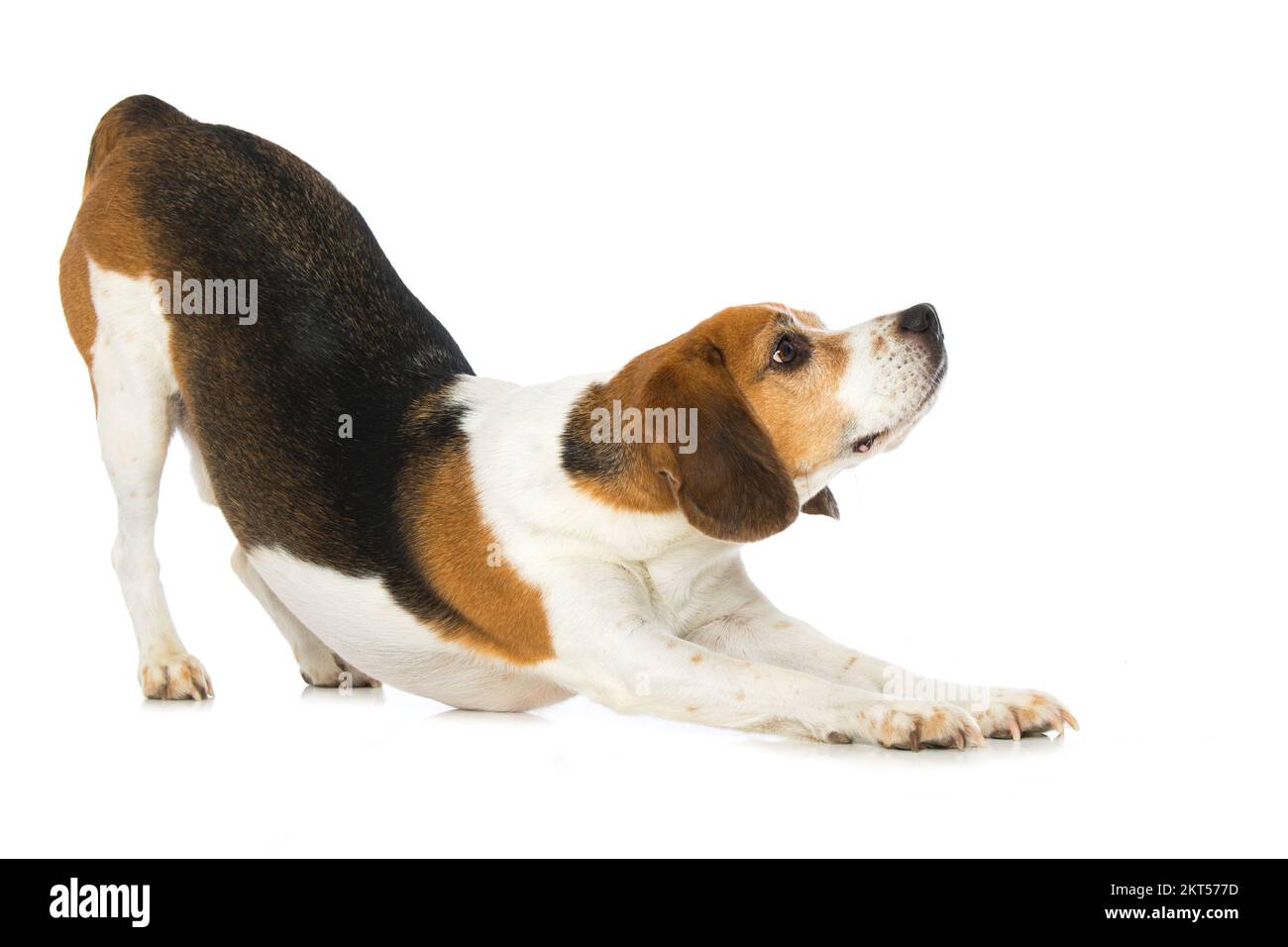 Beagle dog makes the servant isolated on white background Stock Photo ...