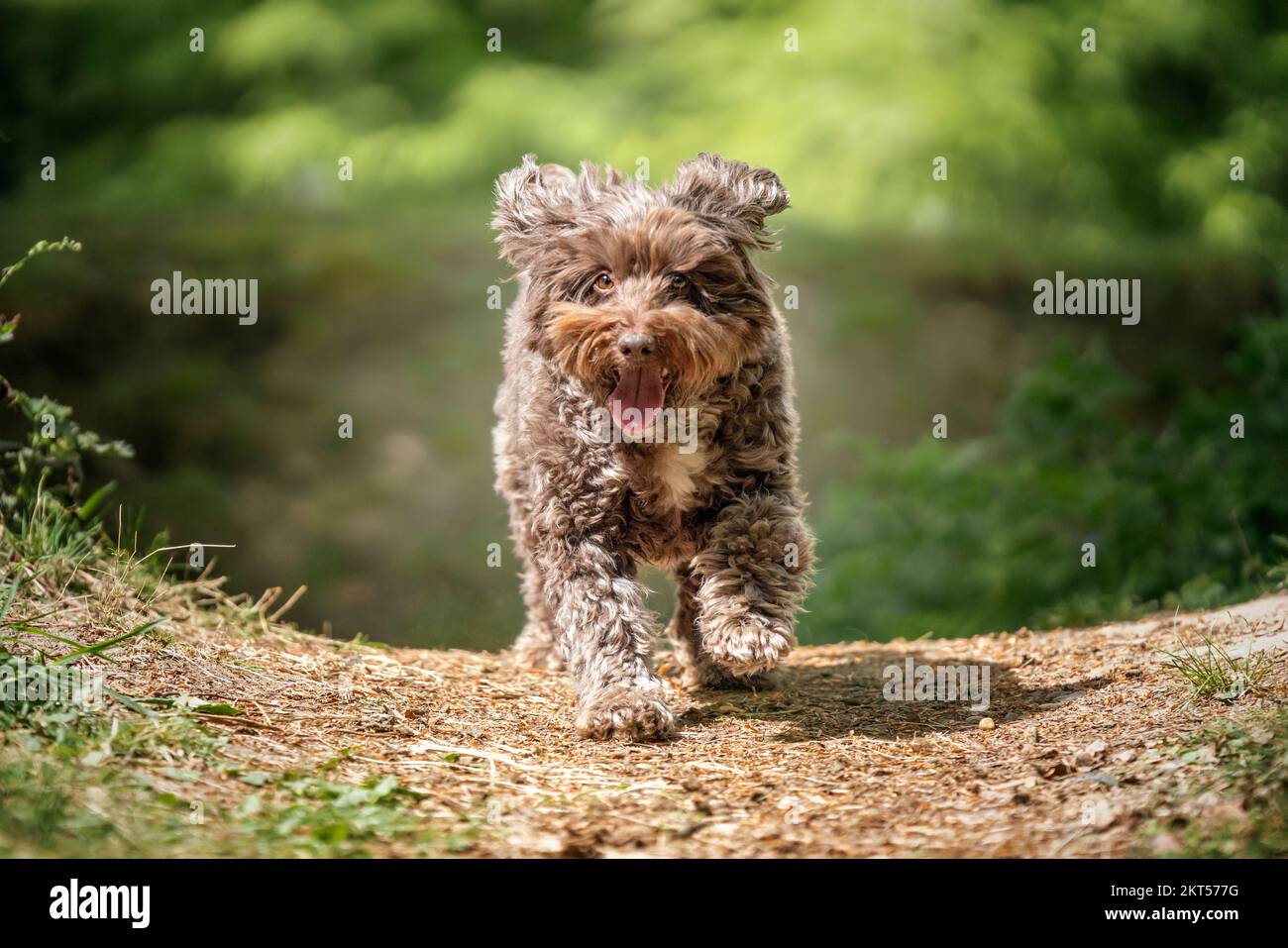 Cockerpoo running hi-res stock photography and images - Alamy