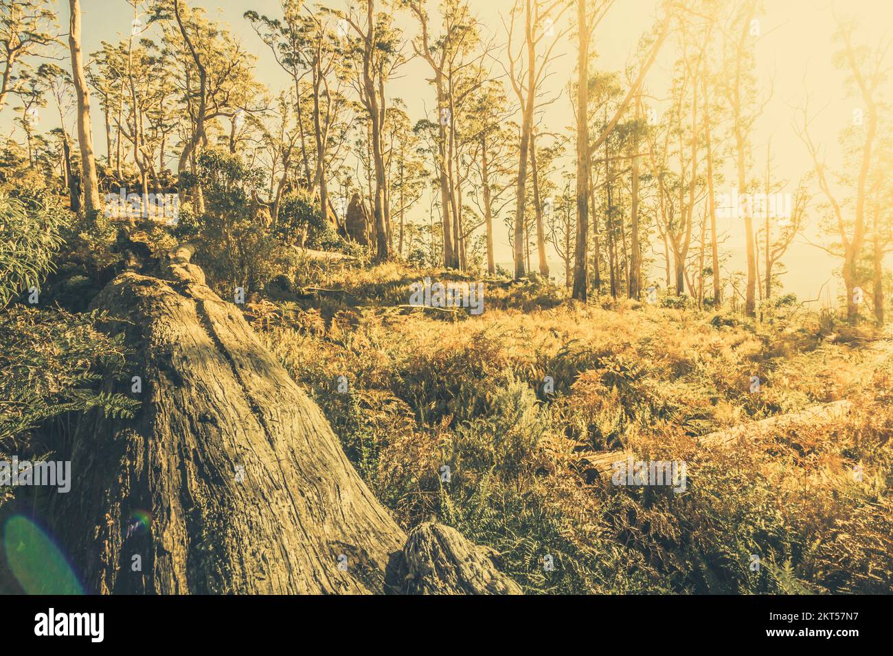 Creative fine art nature landscape of a forest with decomposing tree ...