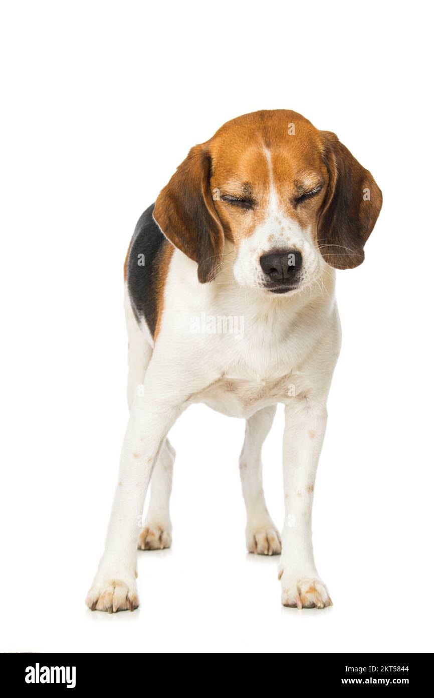 Beagle dog standing isolated on white background Stock Photo - Alamy