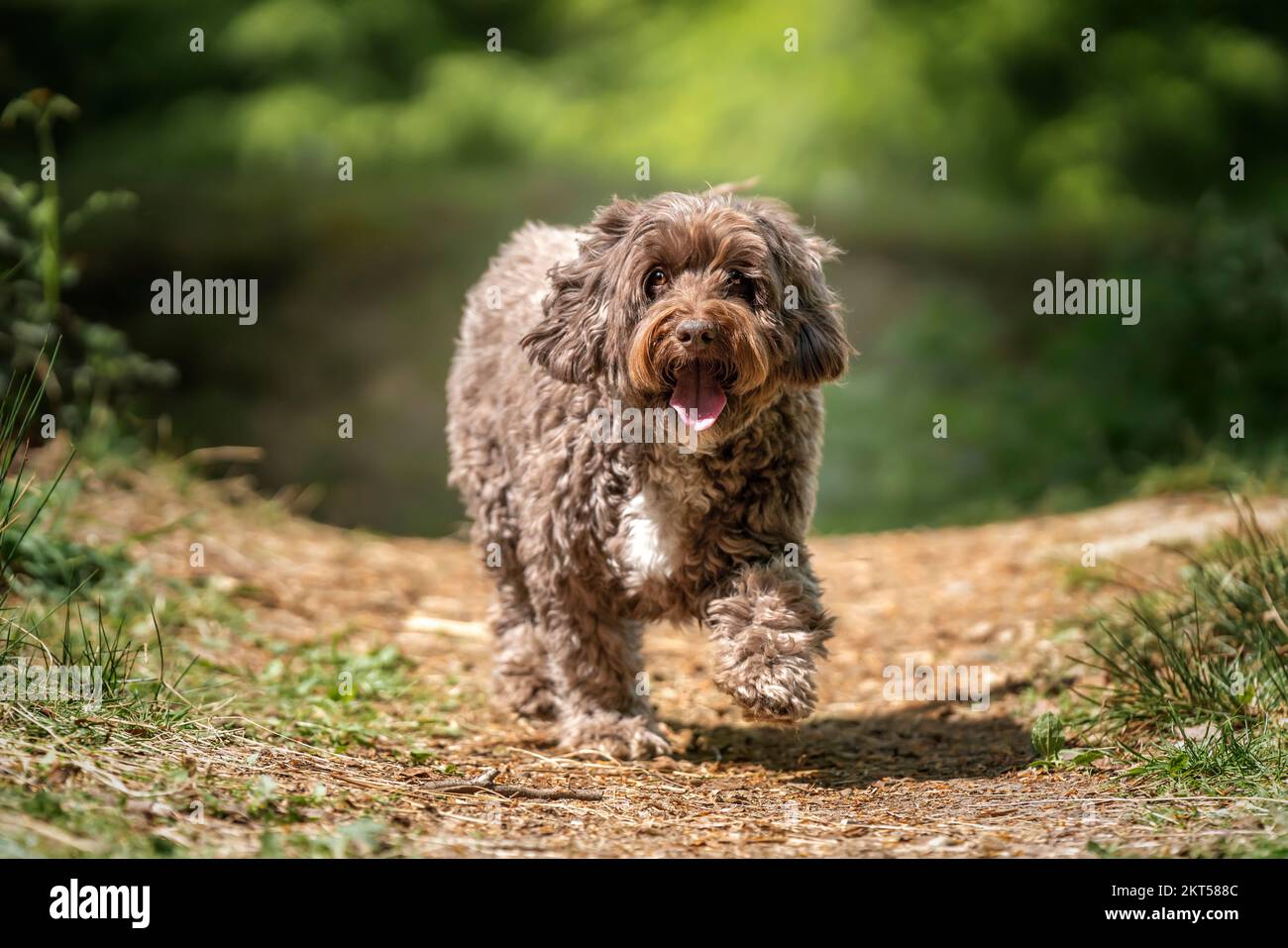 Cockerpoo in forest hi-res stock photography and images - Alamy