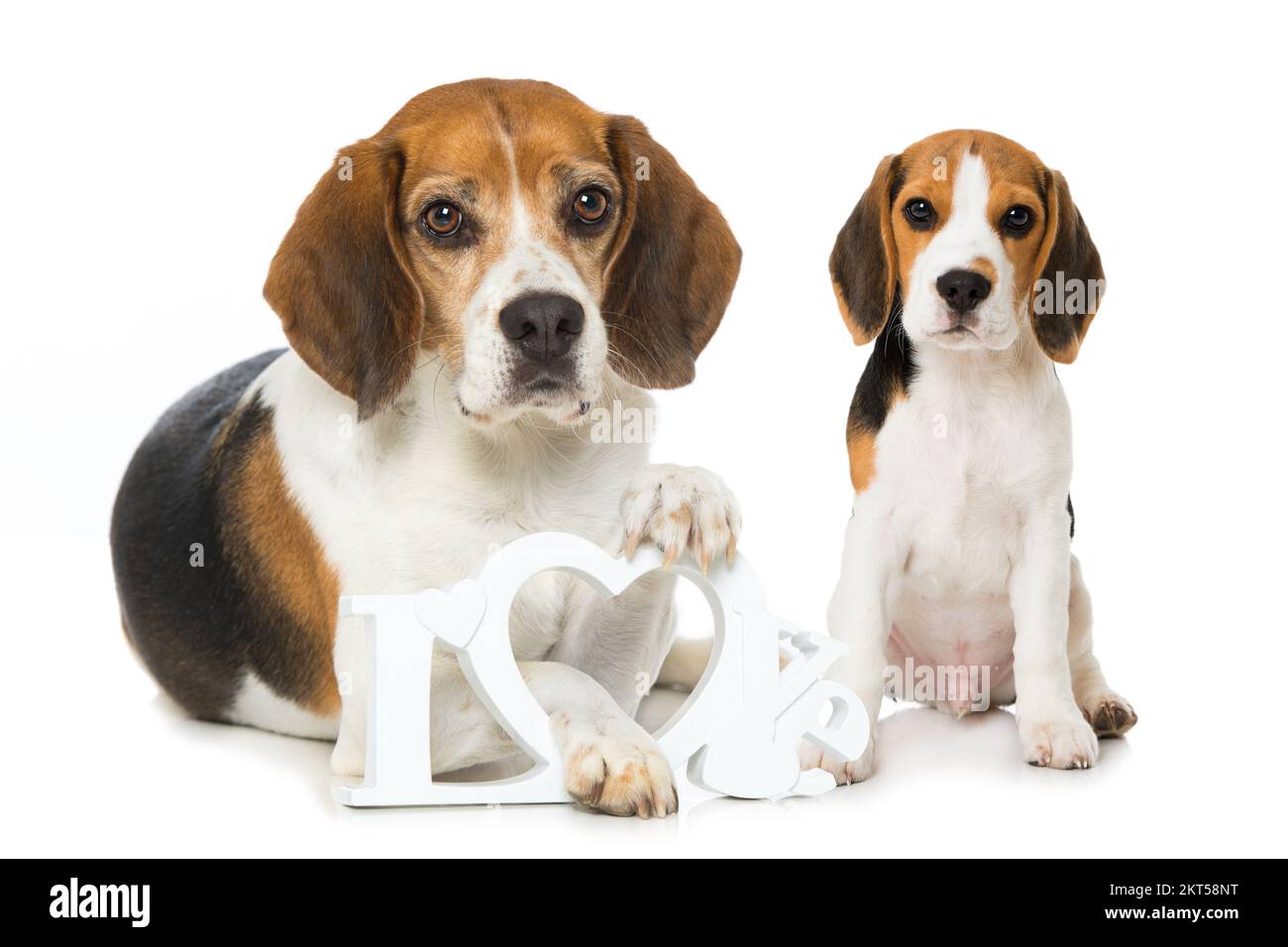 Beagle with puppy and a love sign Stock Photo - Alamy