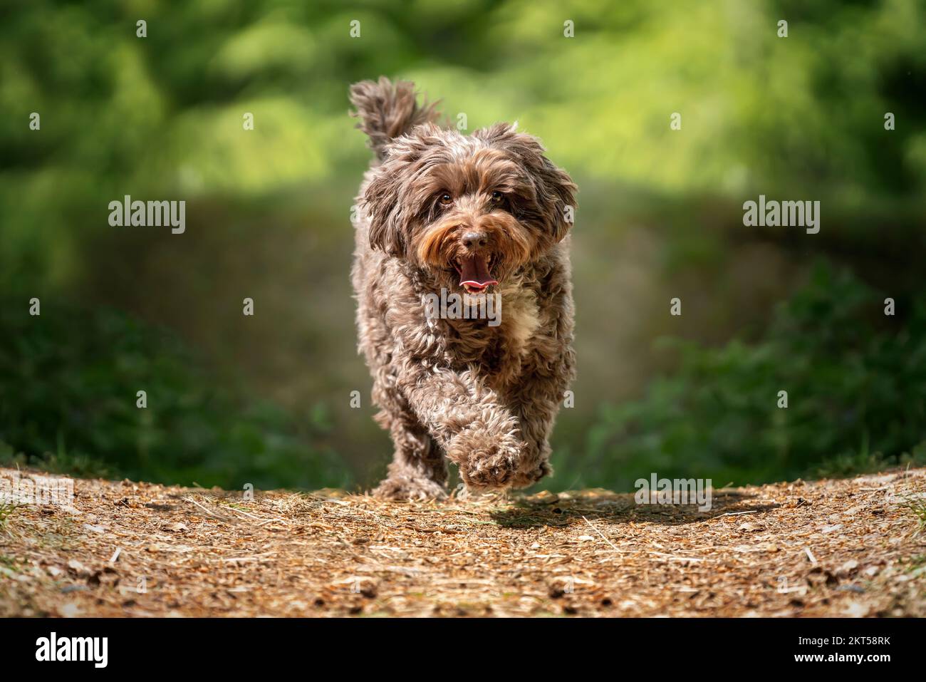 Brown Cockapoo running directly at the camera in the forest with a ...