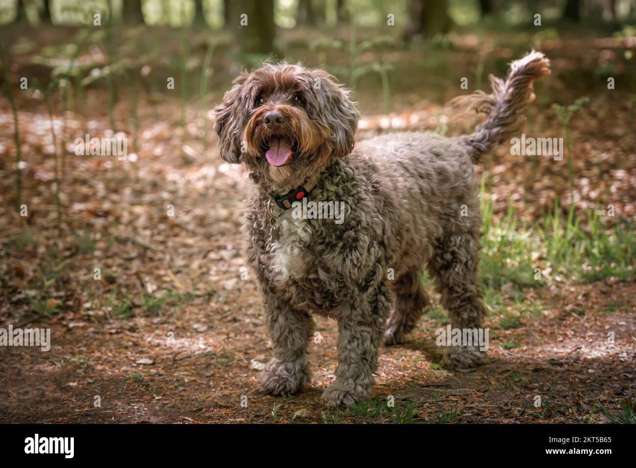 Brown Cockapoo standing and looking just past the camera in the forest ...
