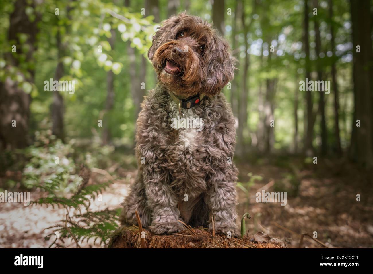 Brown Cockapoo sitting on a stump with a head tilt right in the forest ...