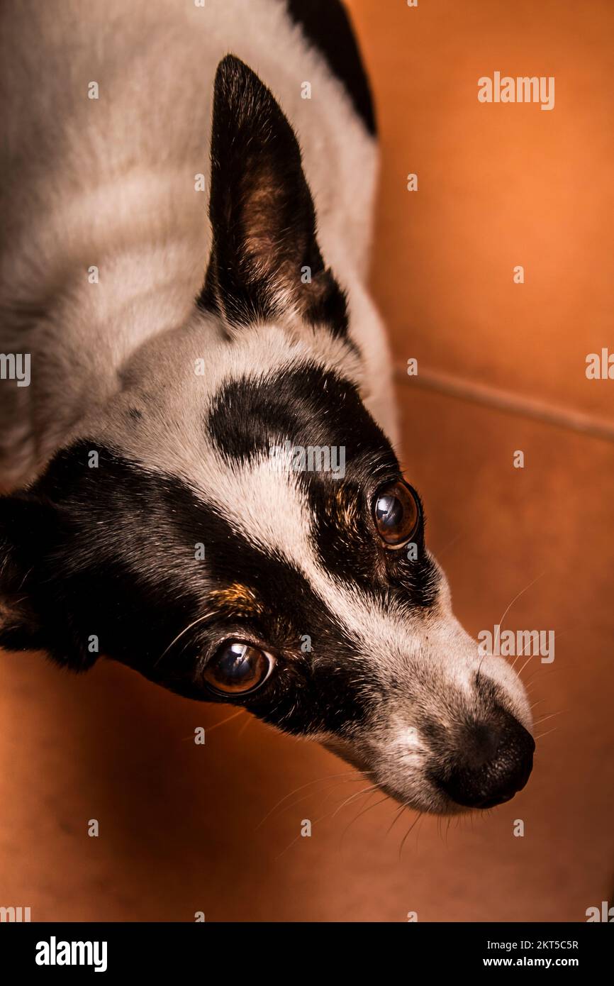 Can A Miniature Fox Terrier Eat Slim Jim