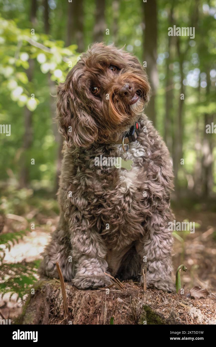 Brown Cockapoo sitting on a stump with a head tilt left in the forest ...