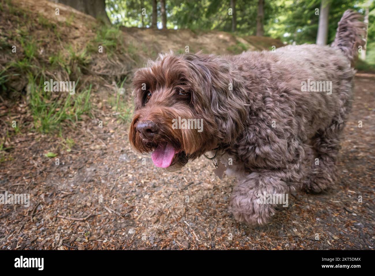 Brown Cockapoo walking from right to left looking just past the camera ...