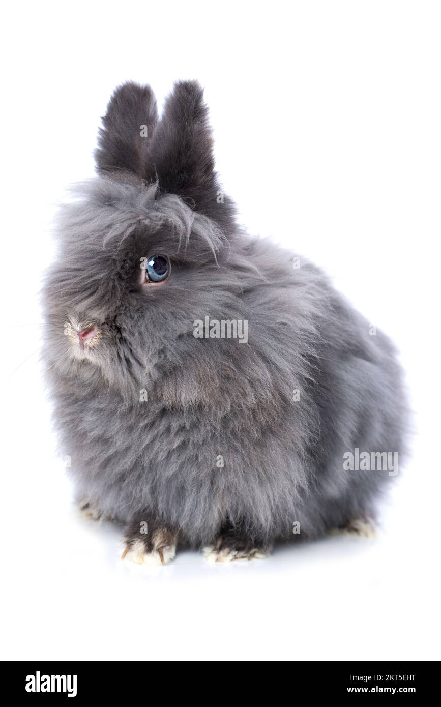 Cute dwarf rabbit isolated on white background Stock Photo - Alamy