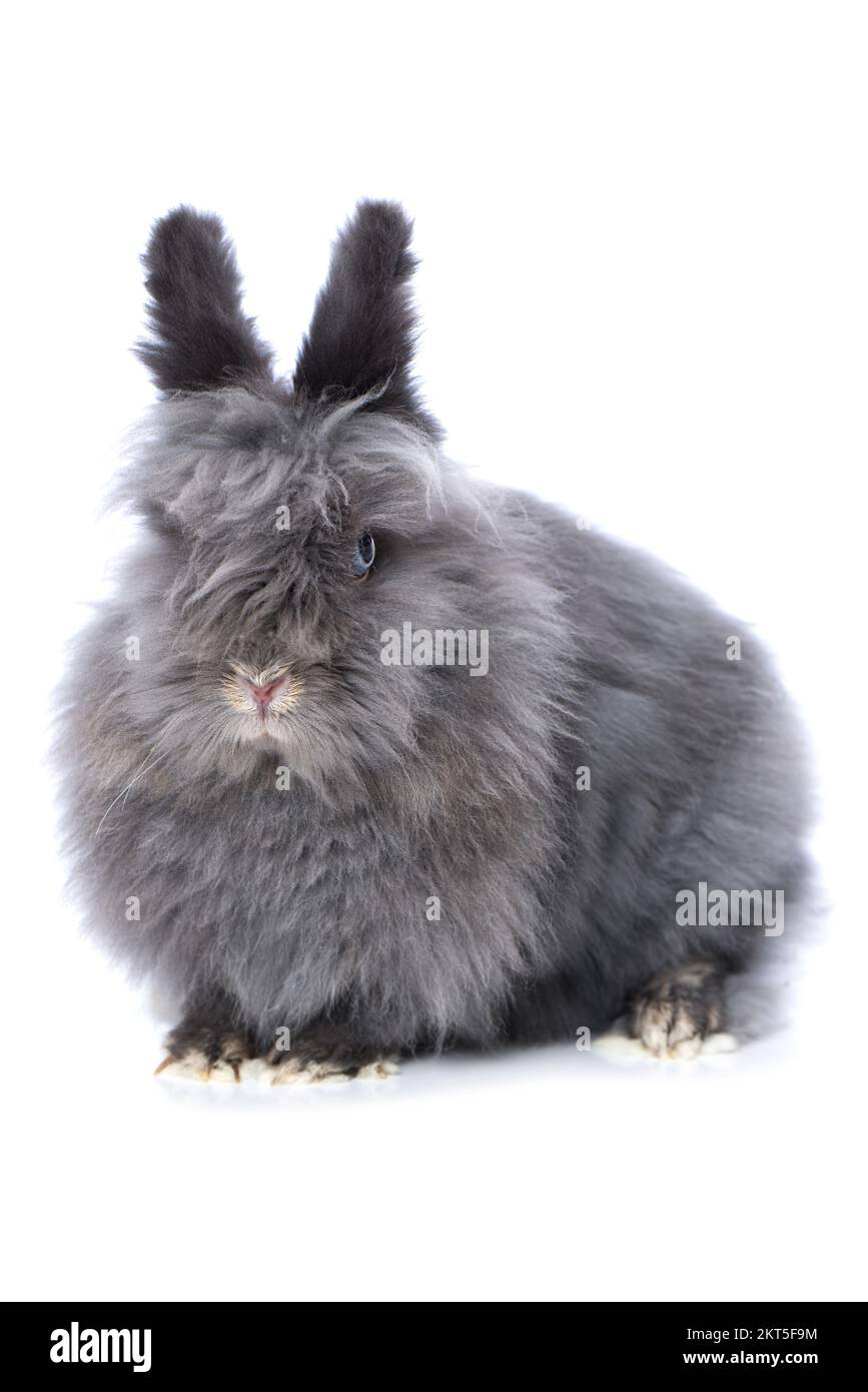 Cute dwarf rabbit isolated on white background Stock Photo - Alamy