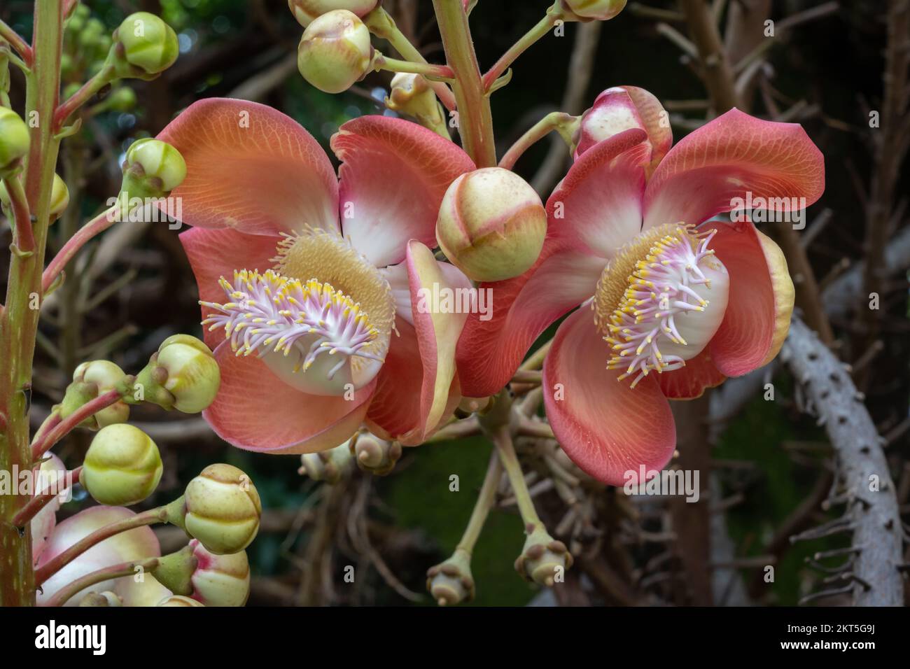 Closeup of flowers, buds and young fruits on a branch of tropical ...