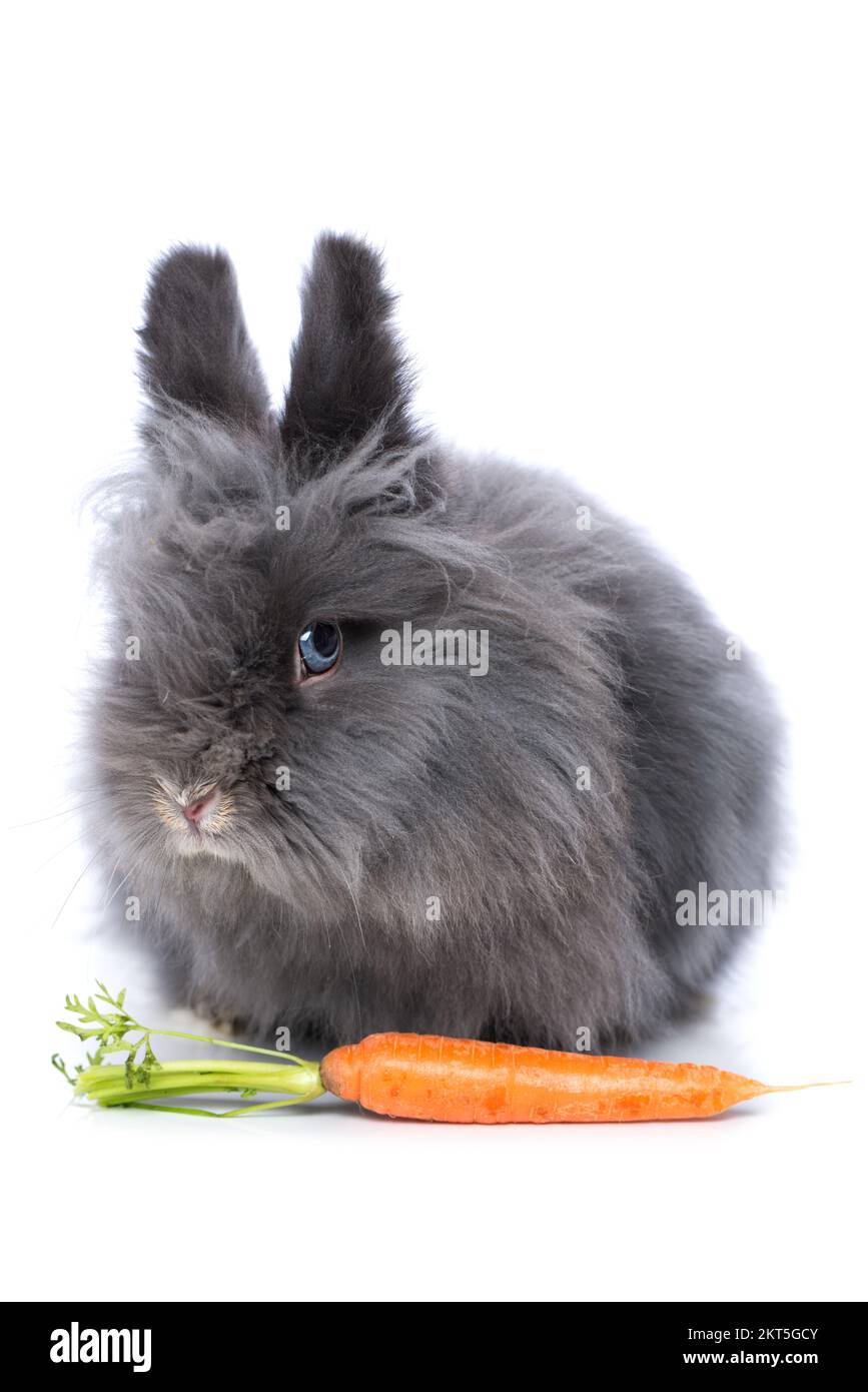 Cute dwarf rabbit isolated on white background Stock Photo - Alamy