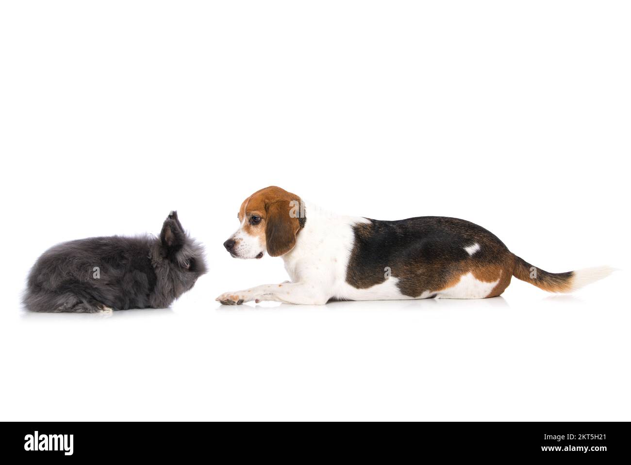 Dwarf beagle hi-res stock photography and images - Alamy