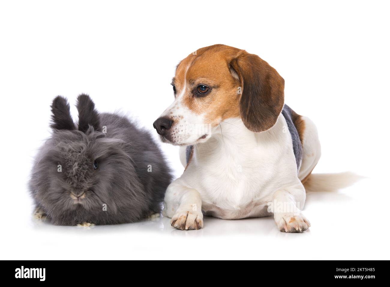Beagle dog with a rabbit isolated on white background Stock Photo - Alamy
