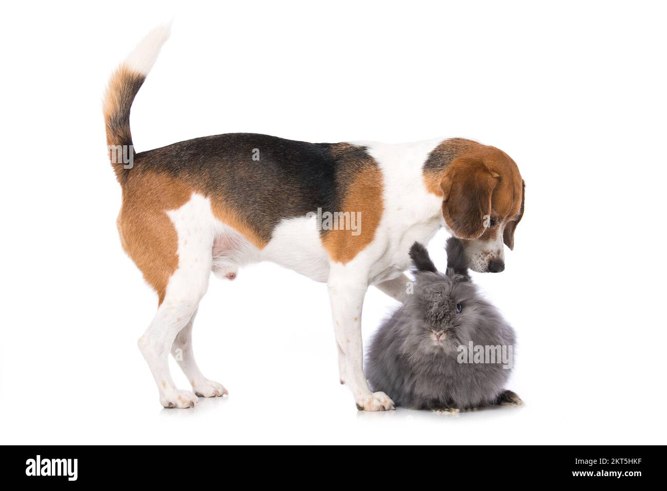 Beagle dog with a rabbit isolated on white background Stock Photo - Alamy