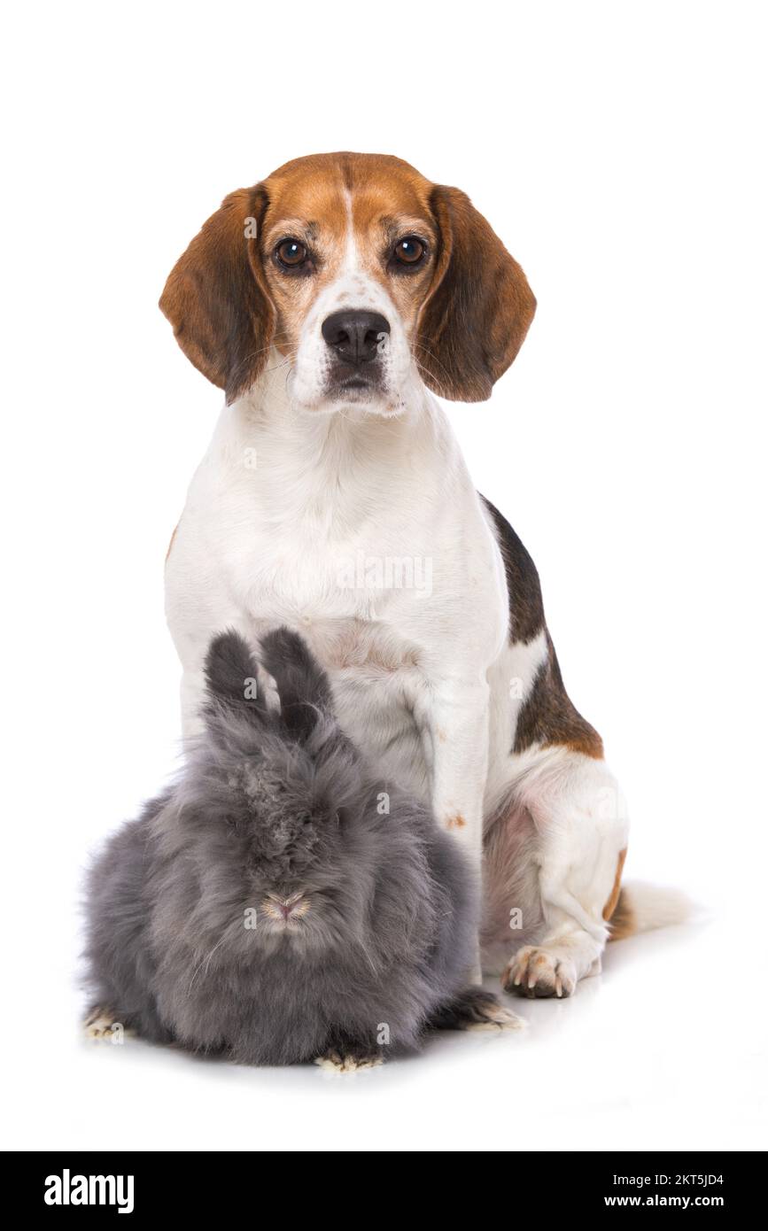 Dwarf beagle hi-res stock photography and images - Alamy