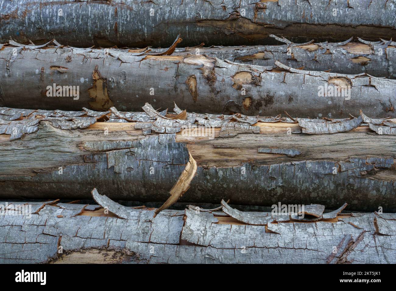 Closeup view of stack of natural wooden tree trunks with textured bark ...