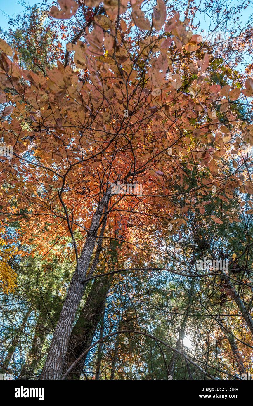 Standing underneath a few trees that are changing colors looking up ...