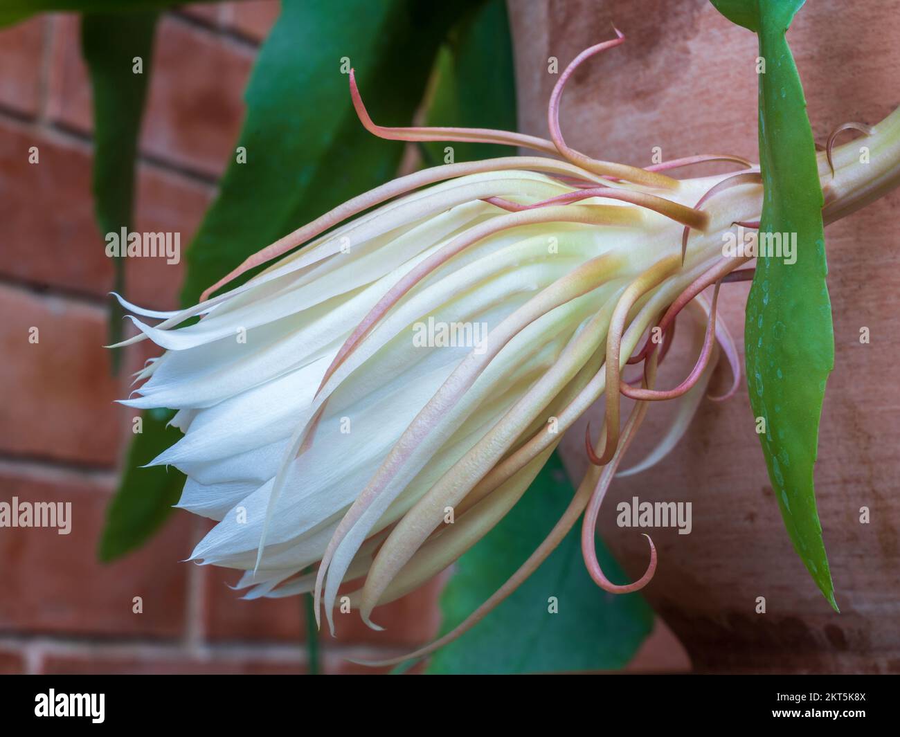 Nocturnal blooming hi-res stock photography and images - Alamy