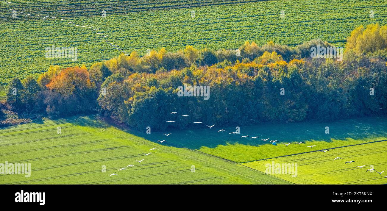 Aerial view, cranes over meadows and fields, Gerthe, Bochum, Ruhr area ...