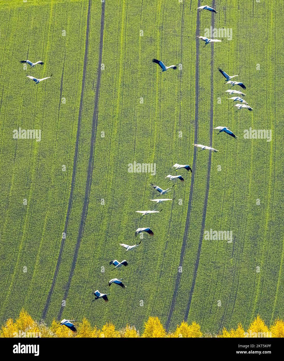 Cranes over meadows and fields hi-res stock photography and images - Alamy