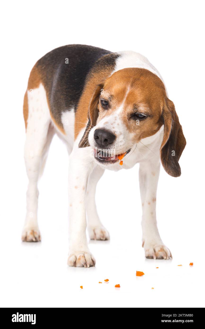 Beagle dog eats isolated on white background Stock Photo - Alamy