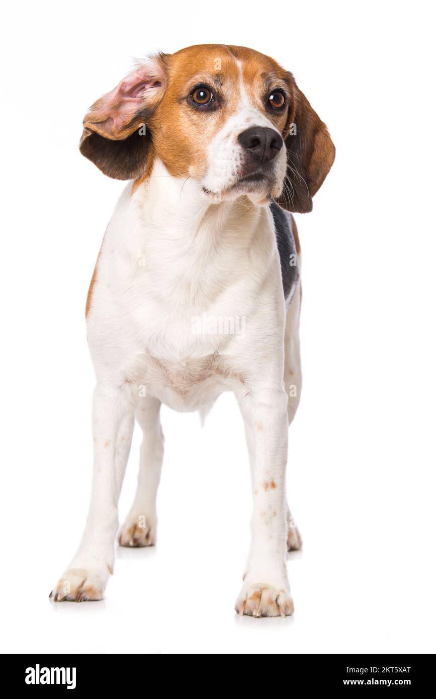 Beagle dog standing on white background Stock Photo - Alamy