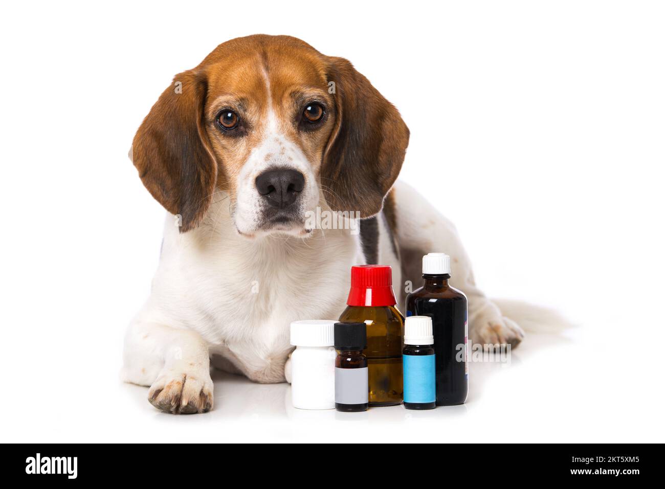 Dog with alternative medicine isolated on white background Stock Photo ...